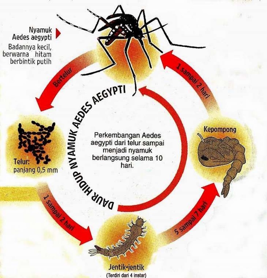Musim Hujan, Waspadai DBD!!!!! – Alo Gaes